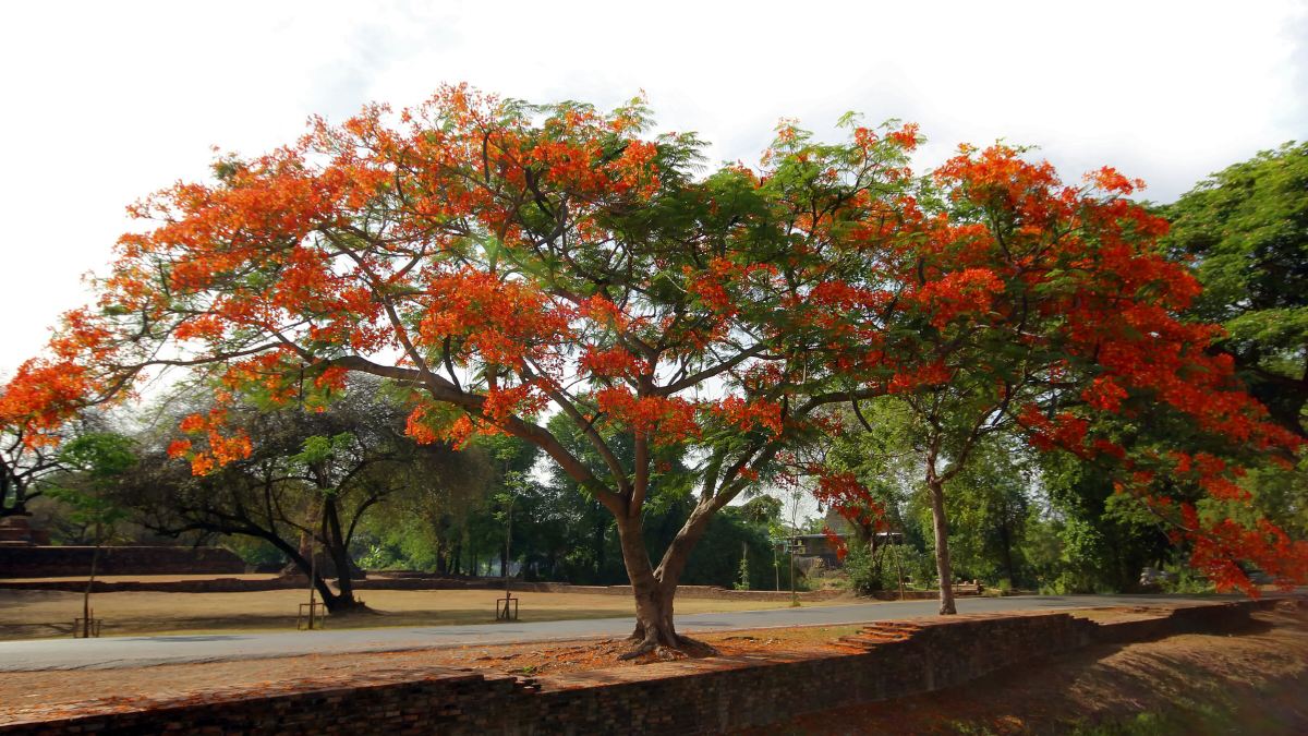 Tổng hợp 50+ hình ảnh hoa phượng đẹp gắn liền với mùa hè